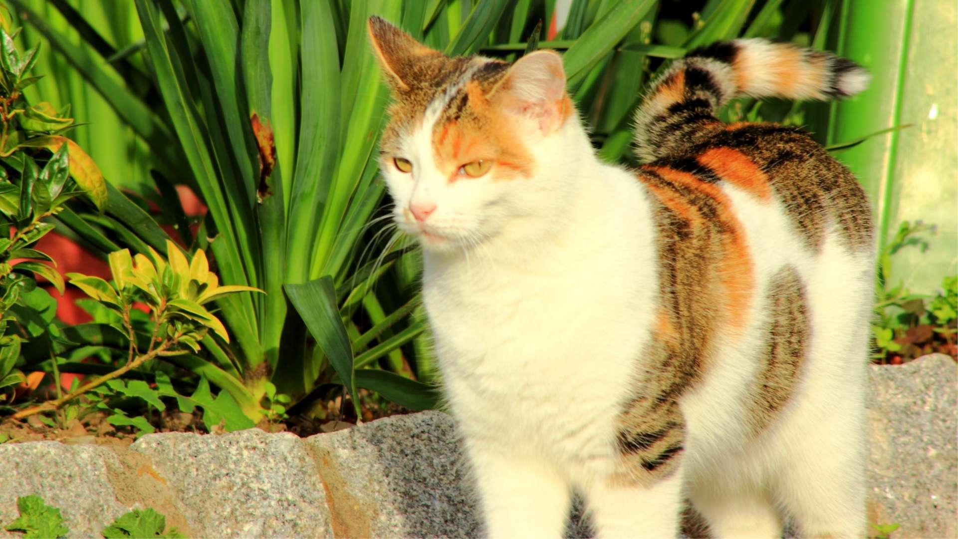 Kedi Kısırlaştırma Faydaları | Papyon Veteriner