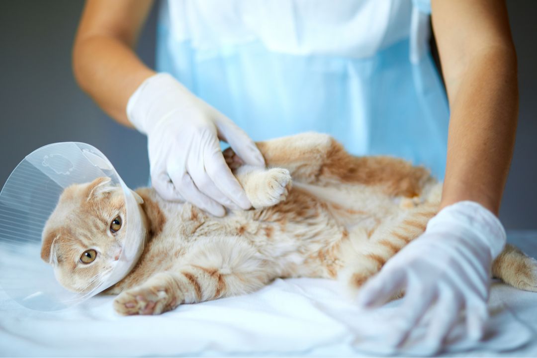Dişi Kedi Kısırlaştırma Sonrası | Papyon Veteriner